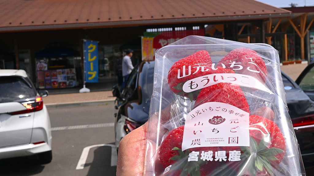 エゾタンポポ: 物見山にウサギを探す