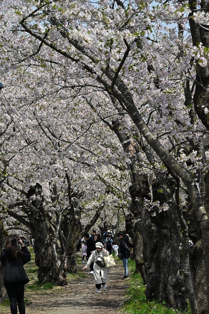 角館: 物見山にウサギを探す