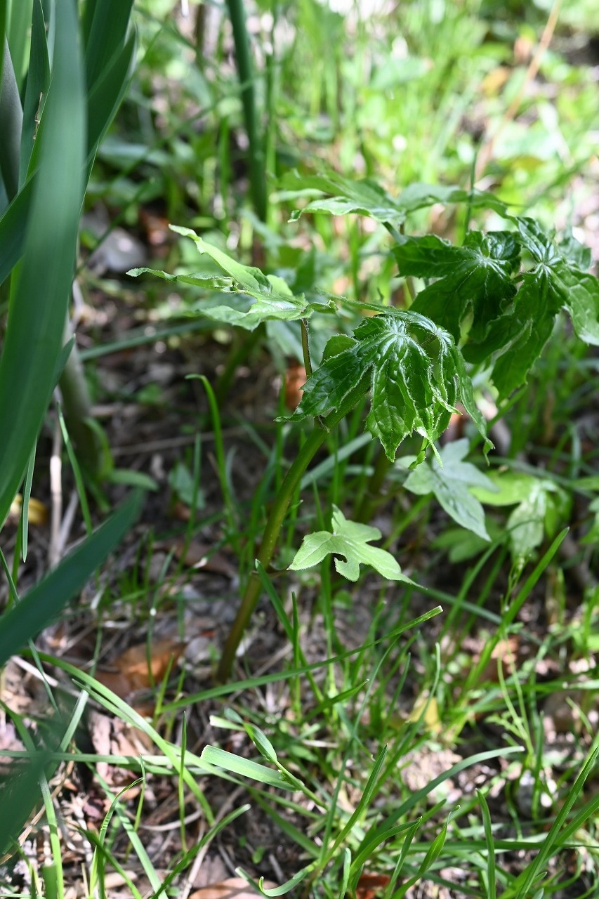 ヒメシャガ: 物見山にウサギを探す