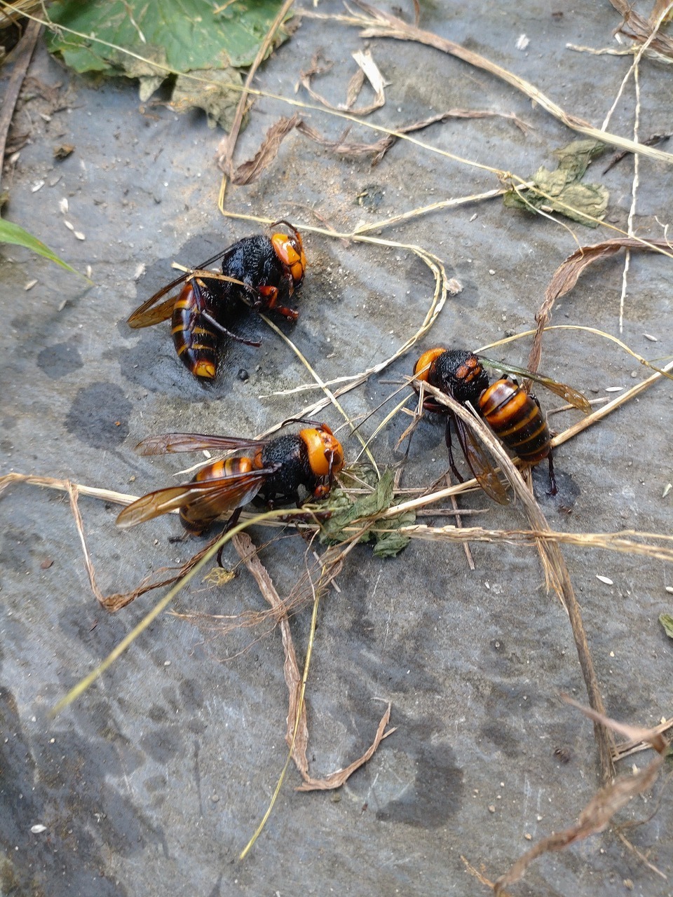 オオスズメバチ: 物見山にウサギを探す